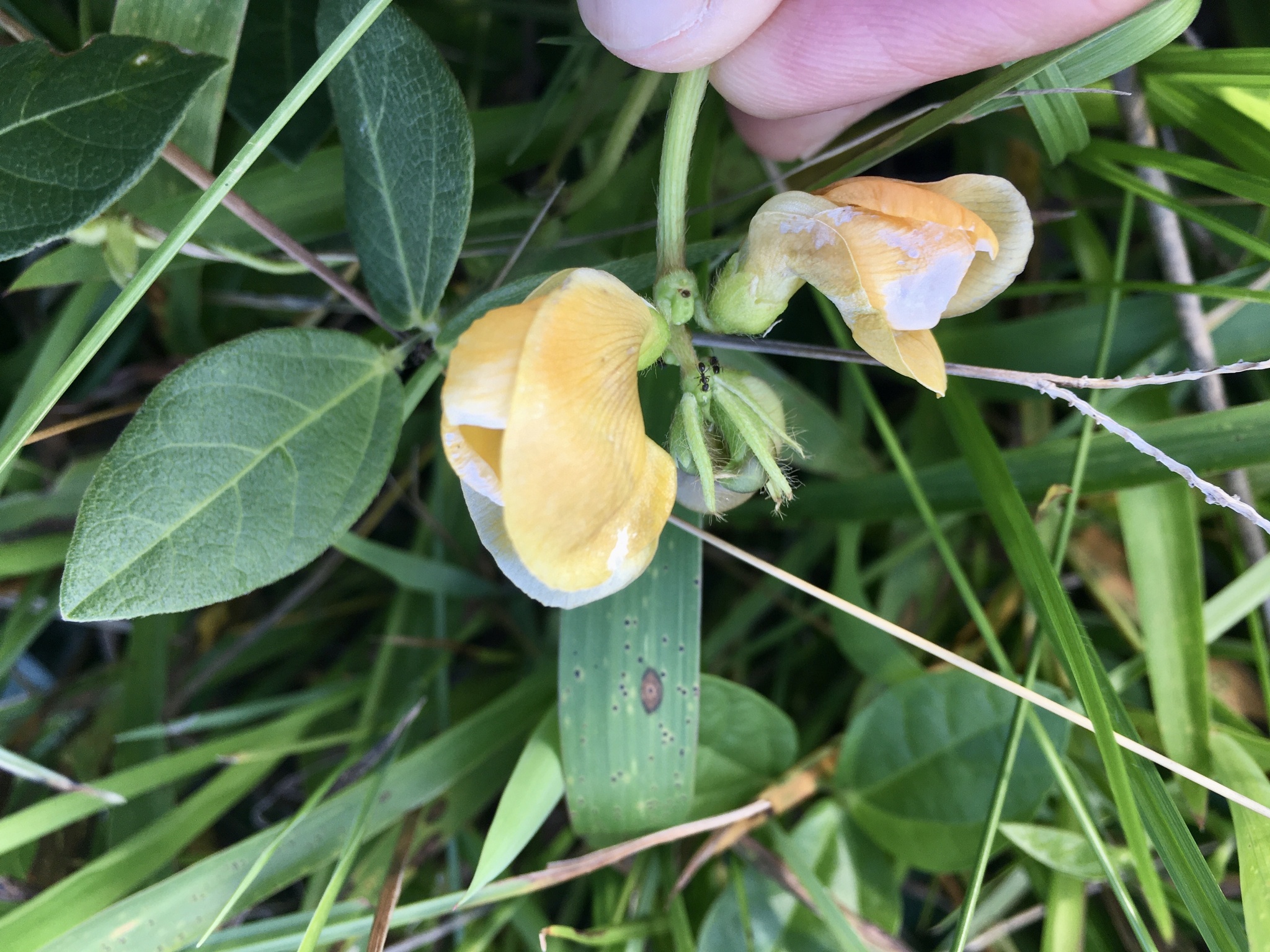 Vigna longifolia (Benth.) Verdc.