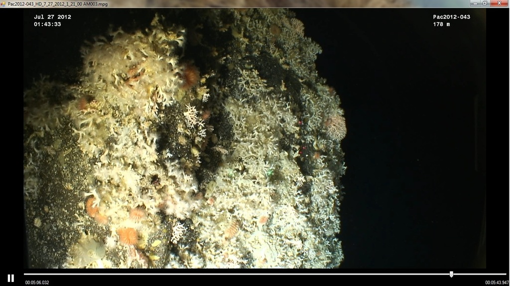 Lophelia pertusa (Seamounts of Canada's Large Offshore Pacific Area of ...