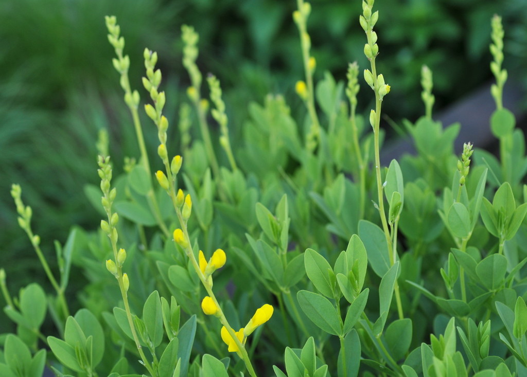 Yellow Wild Indigo (Plants of NRMP ) · iNaturalist