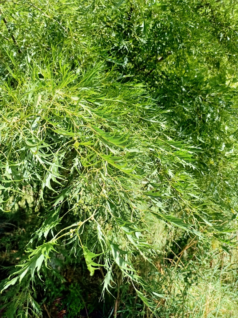 plants from Maitai, Nelson, New Zealand on February 10, 2021 at 12:31 ...