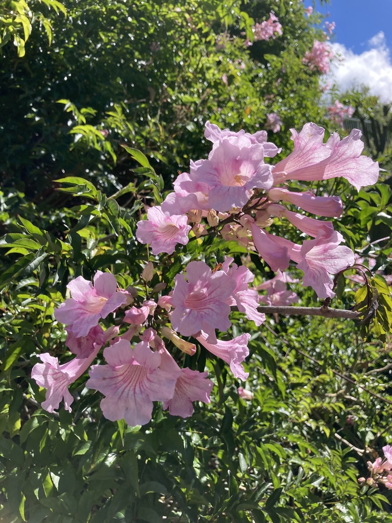 Pink Trumpet Vine from Christchurch including Banks Peninsula, NZ-CA ...