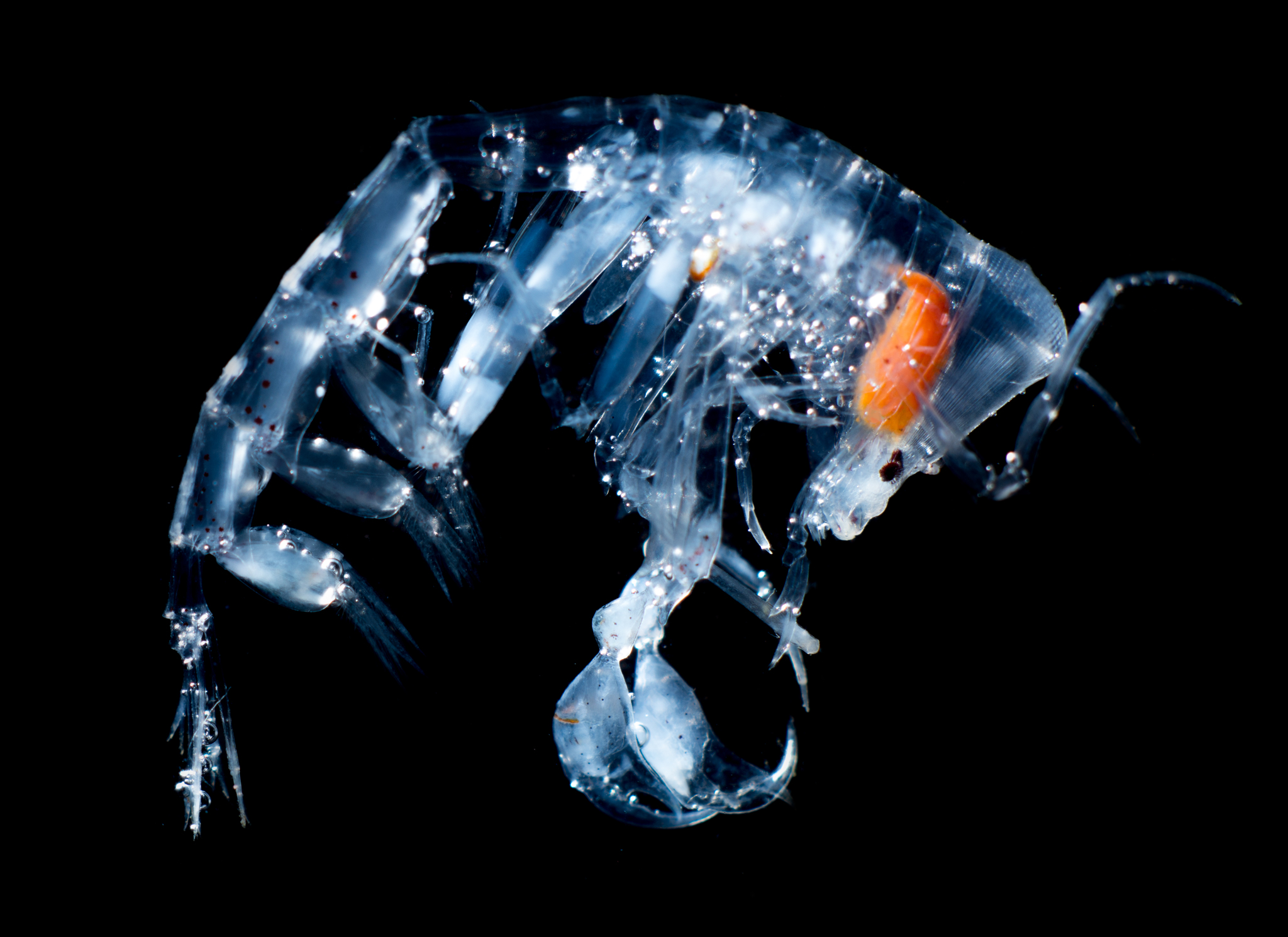 Phronima sedentaria (Forskål, 1775)