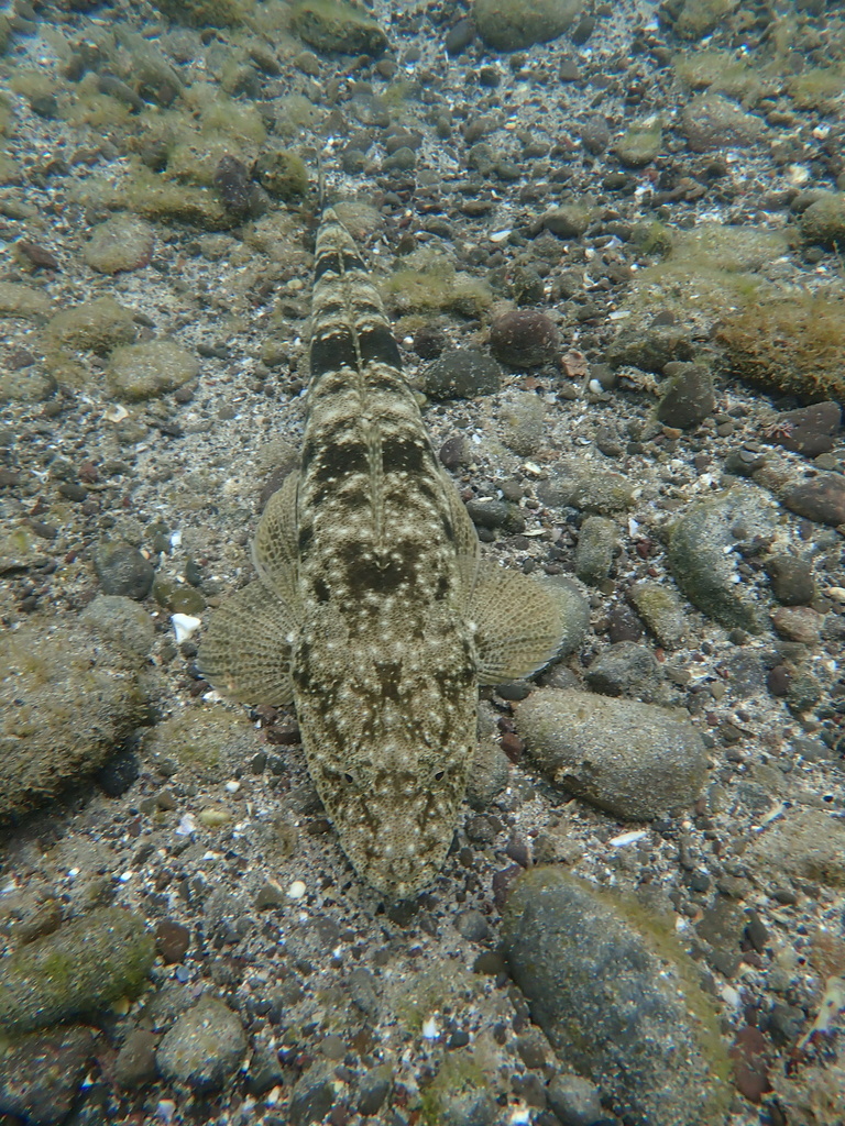 Dusky Flathead (Platycephalus fuscus) - Marine Life Identification