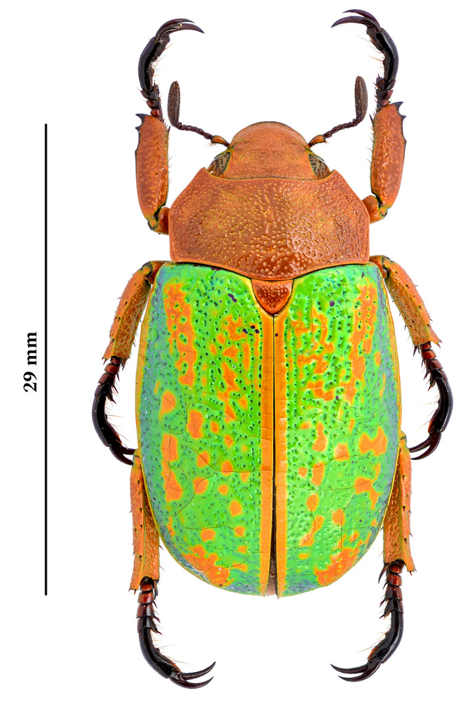 Chrysina victorina from La Esperanza, Oax., Mexique on July 11, 2015 by ...