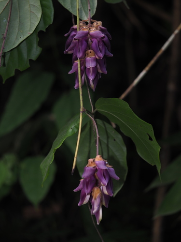 Mucuna interrupta · iNaturalist Mexico