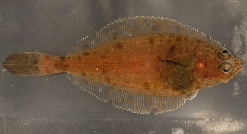 Slender Sole from Patricia Bay, Saanich Inlet on October 9, 2014 at 04: ...
