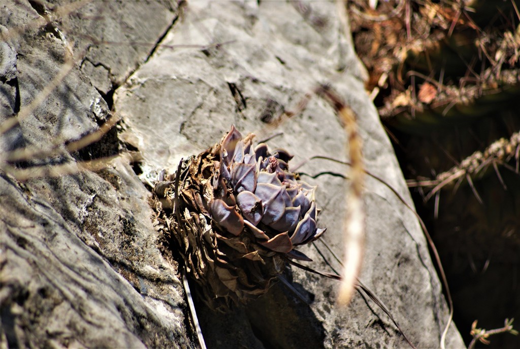 ghost echeveria from ESCALERAS AL CIELO, SALTILLO on February 7, 2021 ...