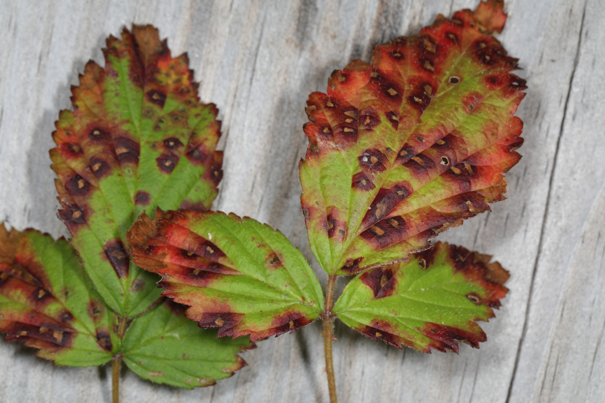 Sphaerulina en mora | ZeriMar Laboratoire