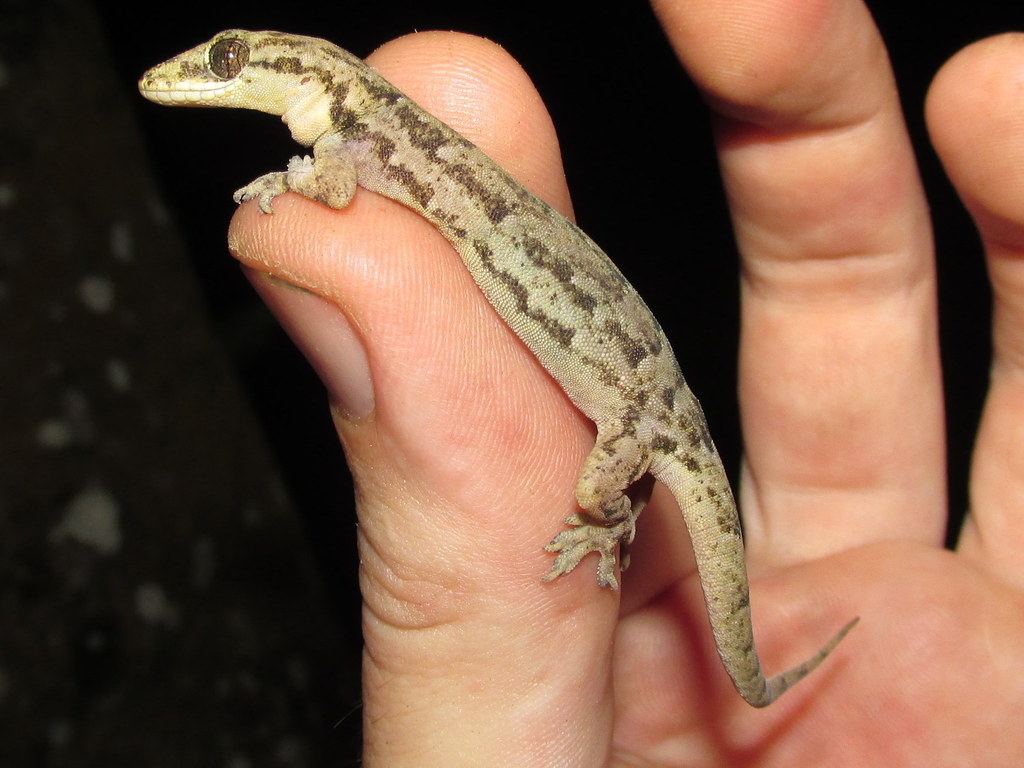 Northern Burmese Half-toed Gecko from 3220 Sreemangal - Bhanugach Rd ...