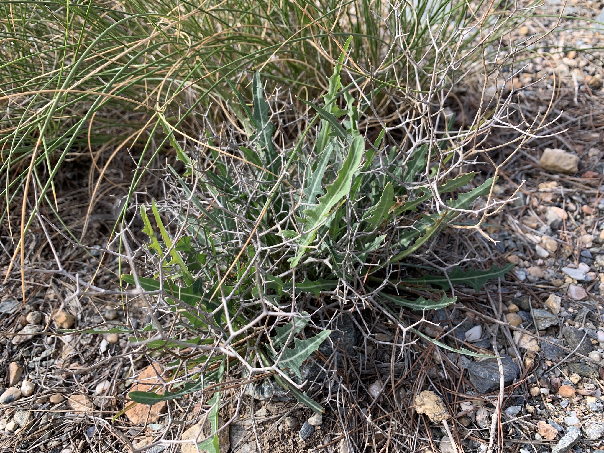 Launaea lanifera Pau