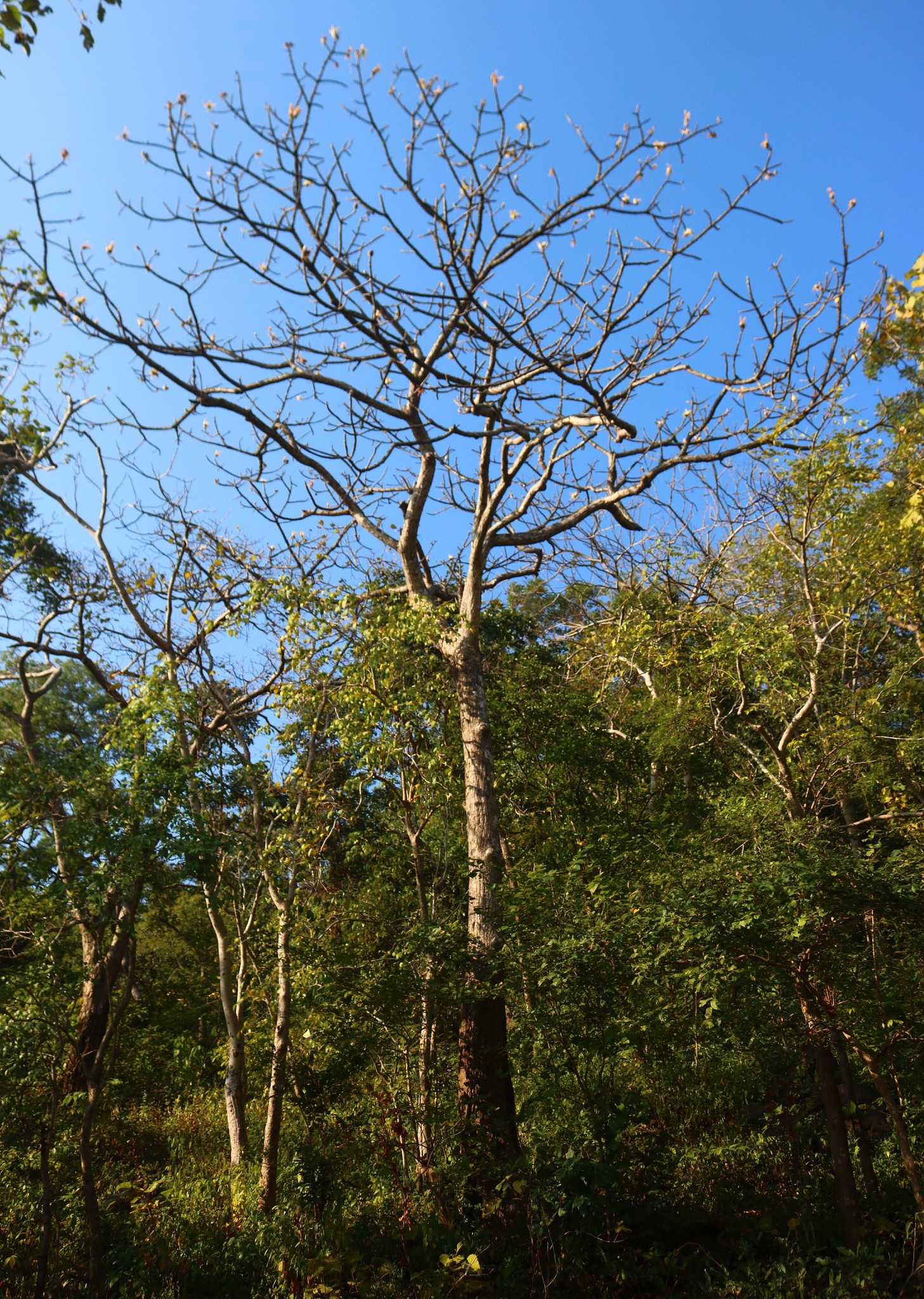 Bombax insigne Wall.