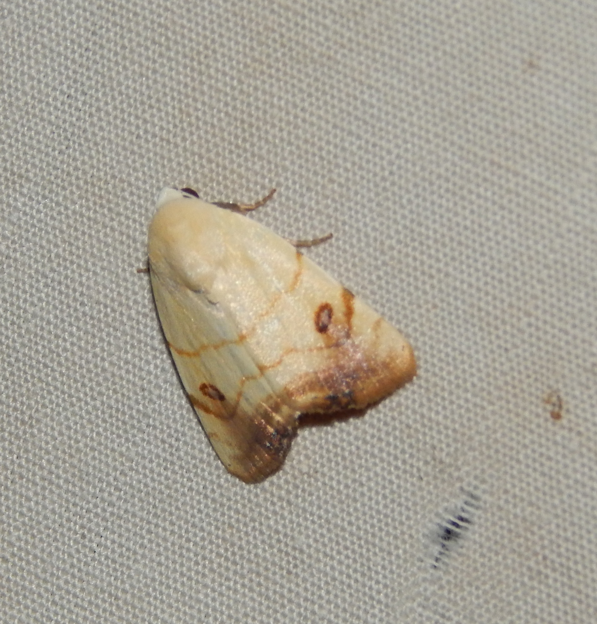 Xanthodes albago (Fabricius, 1794)
