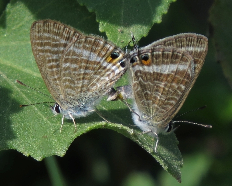 Pea Blue from Lagărul comunist Periprava, Romania on September 5, 2014 ...