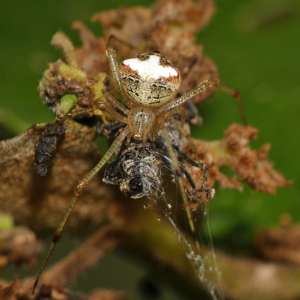 Comb-footed Spiders from Chisipite, Harare, Zimbabwe on February 8 ...