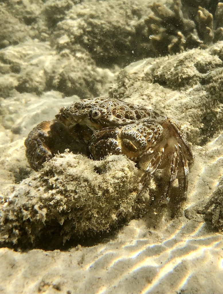 Killer Crab from Ko Phuket, Kathu, Phuket, TH on February 10, 2021 at ...