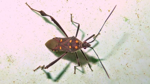 Leptoglossus flavosignatus · iNaturalist