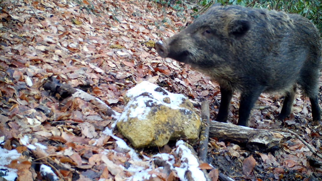 Japanese Boar (Sus scrofa leucomystax) - Know Your Mammals