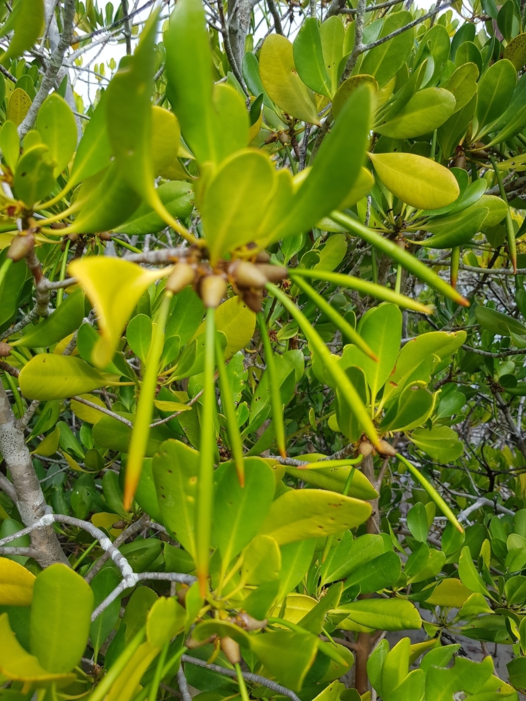 smooth-fruited yellow mangrove from The Keppels QLD 4700, Australia on ...