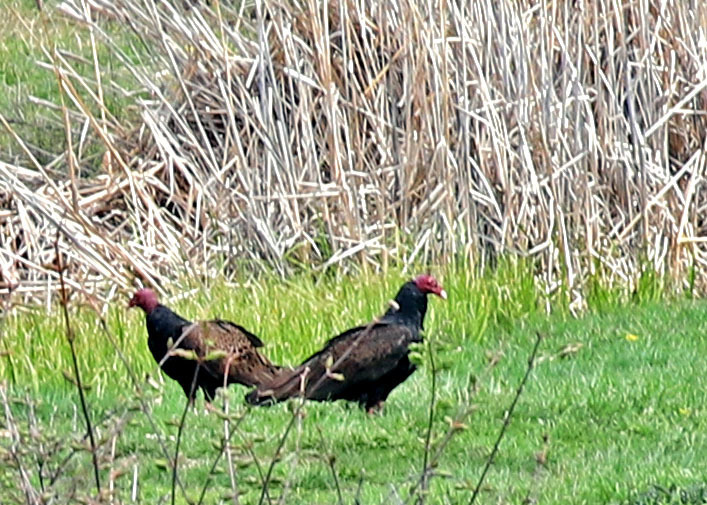 Turkey Vulture from Gunnison County, CO, USA on May 15, 2019 at 03:14 ...