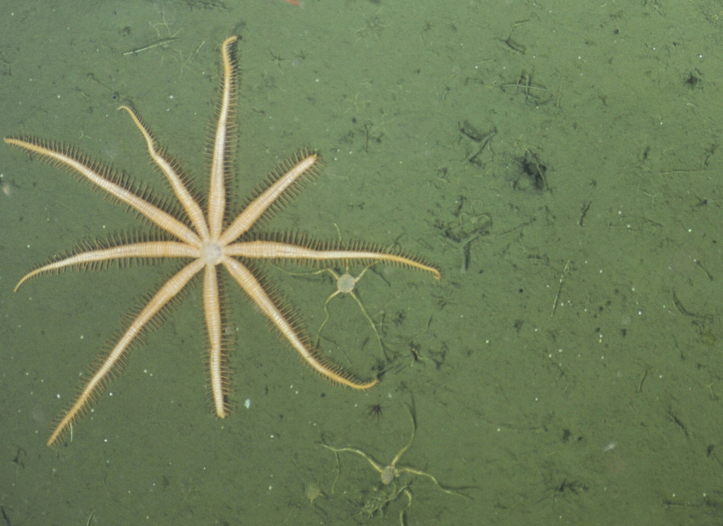 Brisingidae (OTU: EA01) (Seamounts of Canada's Large Offshore Pacific ...