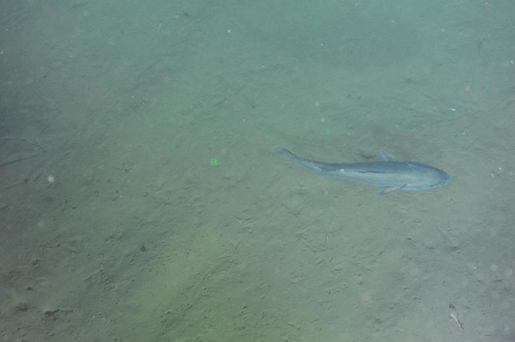 Sablefish (Seamounts of Canada's Large Offshore Pacific Area of ...