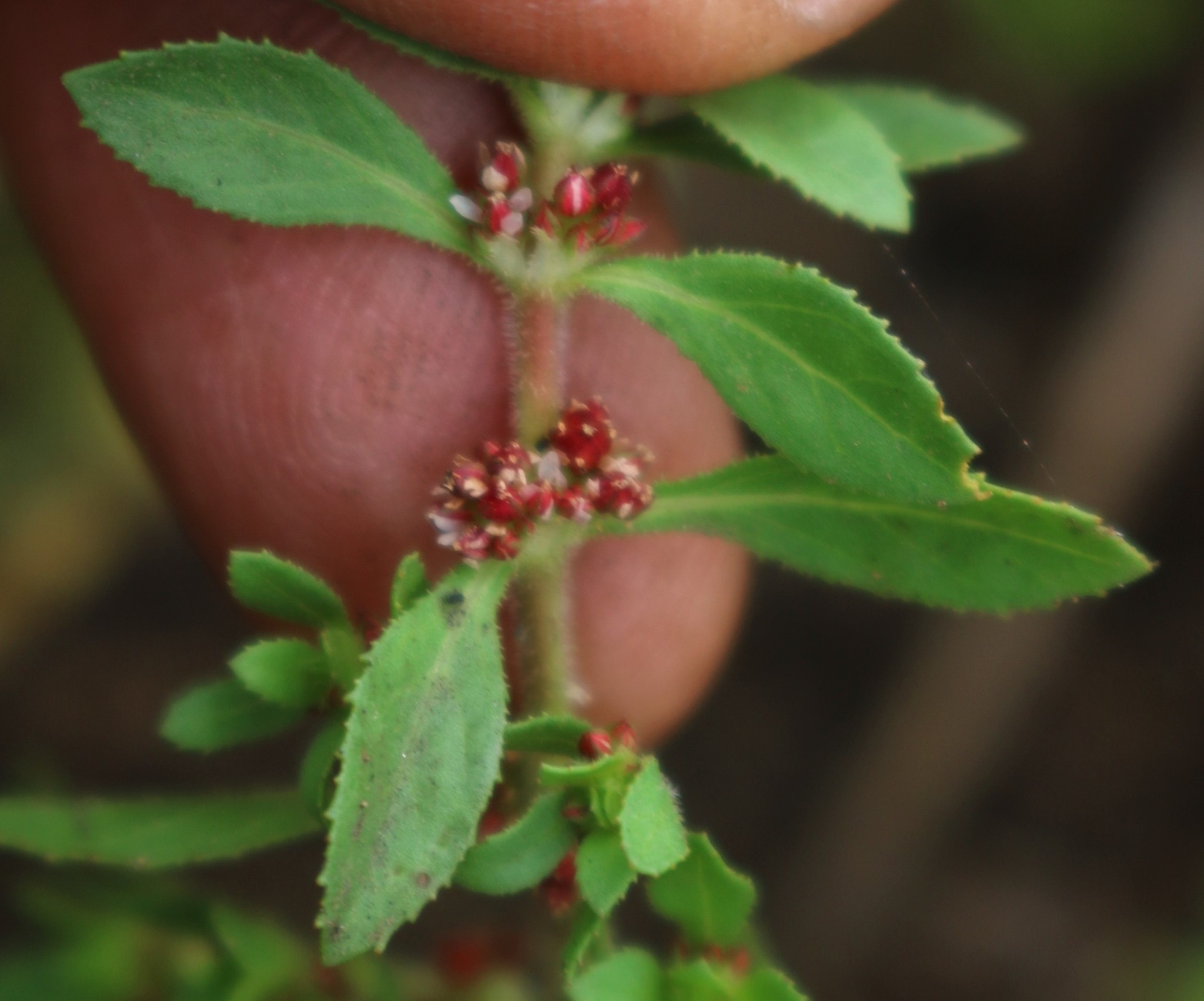 Bergia ammannioides Roxb.