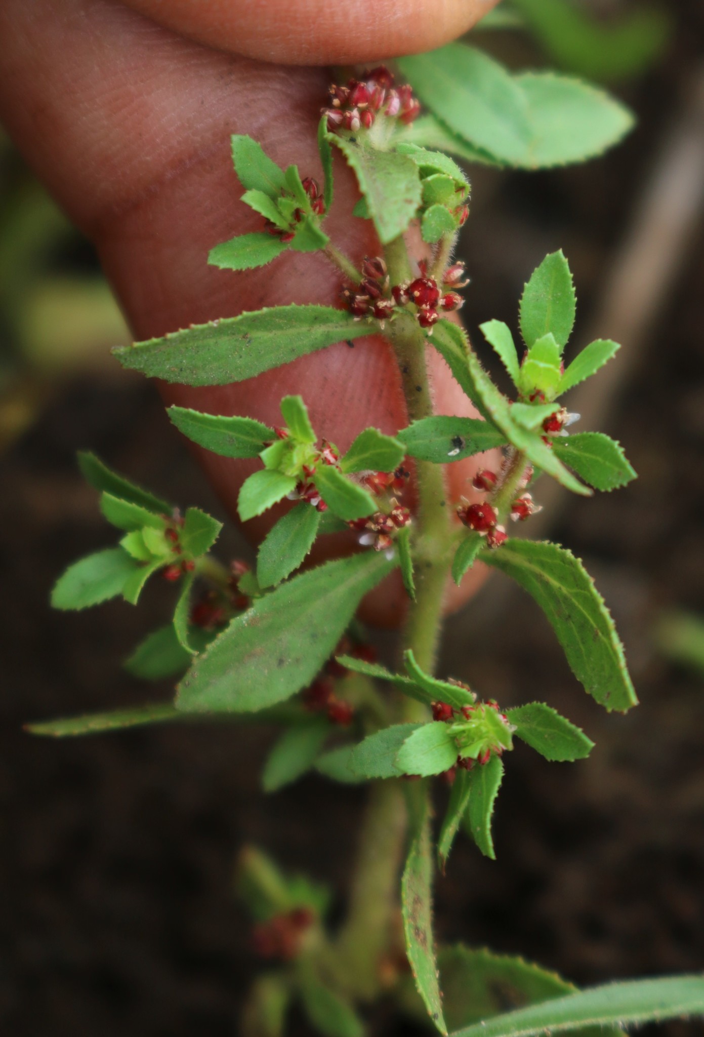 Bergia ammannioides Roxb.