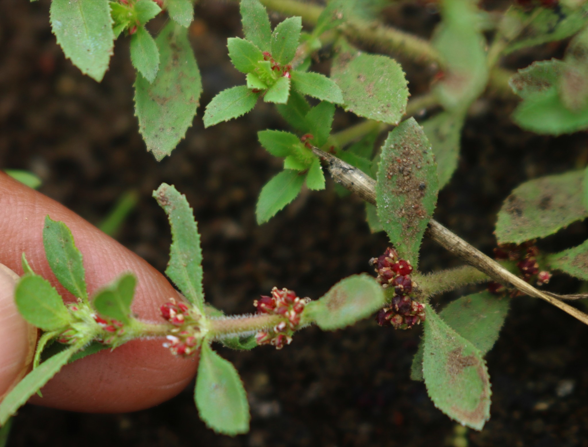 Bergia ammannioides Roxb.