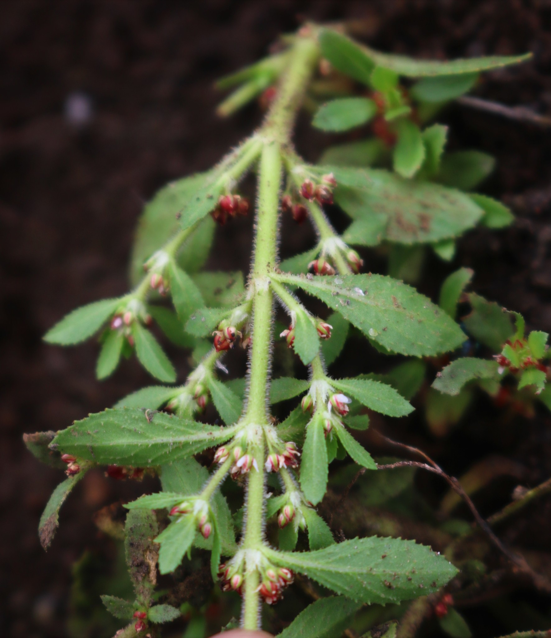 Bergia ammannioides Roxb.