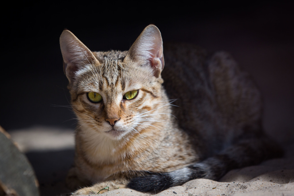 African Wildcat (Felis lybica) - Know Your Mammals