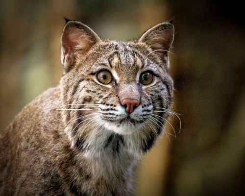 Bobcat (Wildlife of Fishers Peak State Park) · iNaturalist