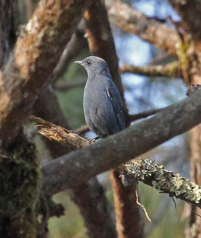 Blue Rock-Thrush (Birds of Singapore) · iNaturalist