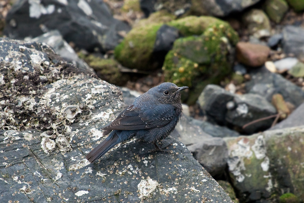 Blue Rock-Thrush (Birds of Singapore) · iNaturalist