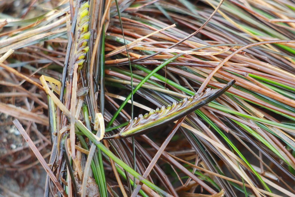 Torrey's Surfgrass (Phyllospadix torreyi) - Botanical Realm