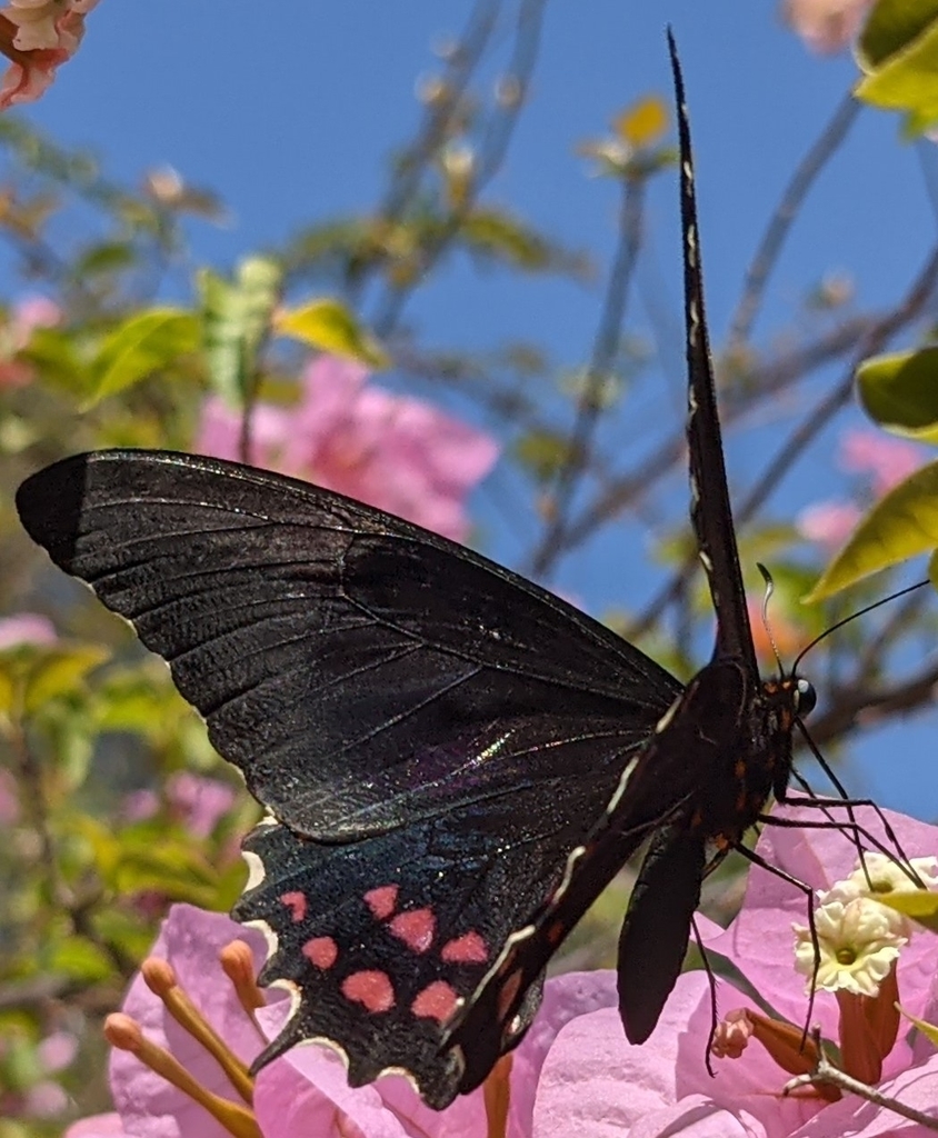 Pink-spotted Swallowtail in February 2021 by N.R. Jenzen-Jones ...