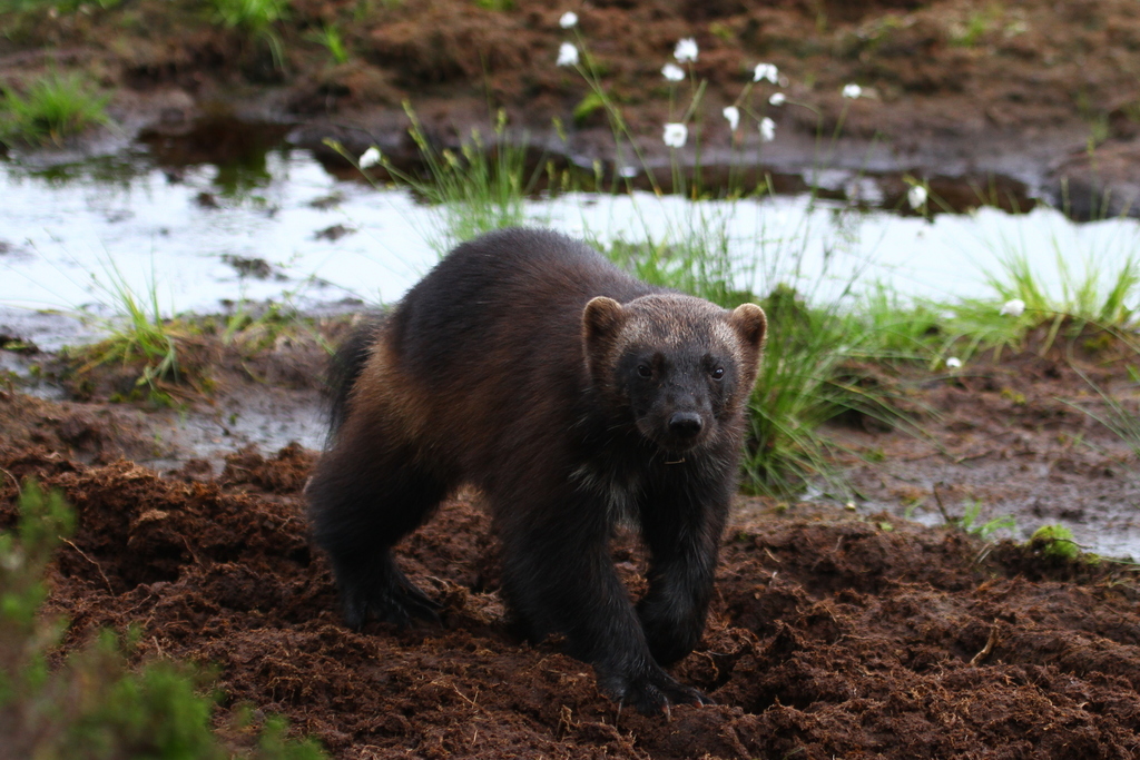 Eurasian Wolverine (Gulo gulo gulo) - Know Your Mammals
