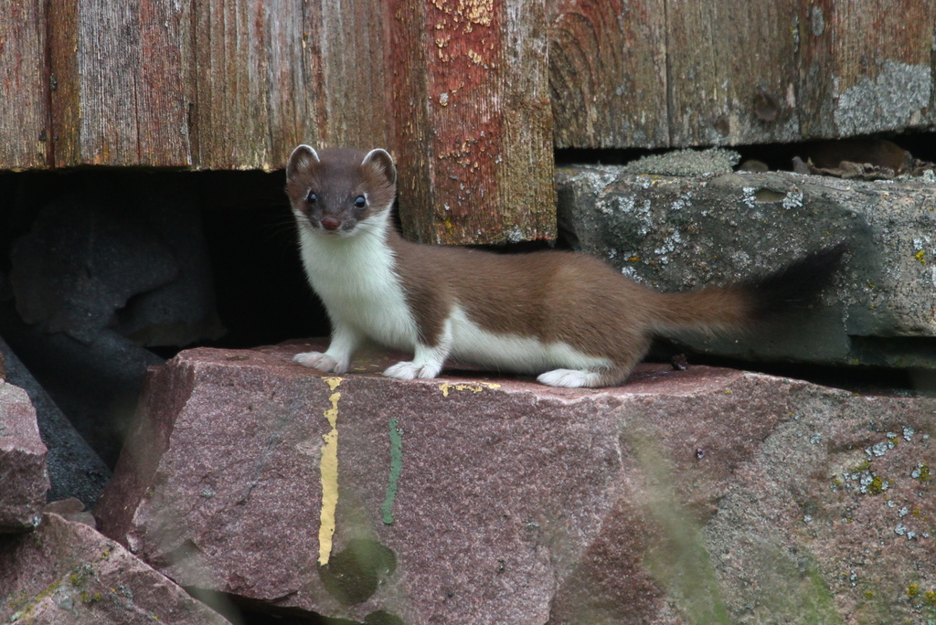 Eurasian Stoat from Vardø Municipallity, Norway on July 17, 2015 at 01: ...
