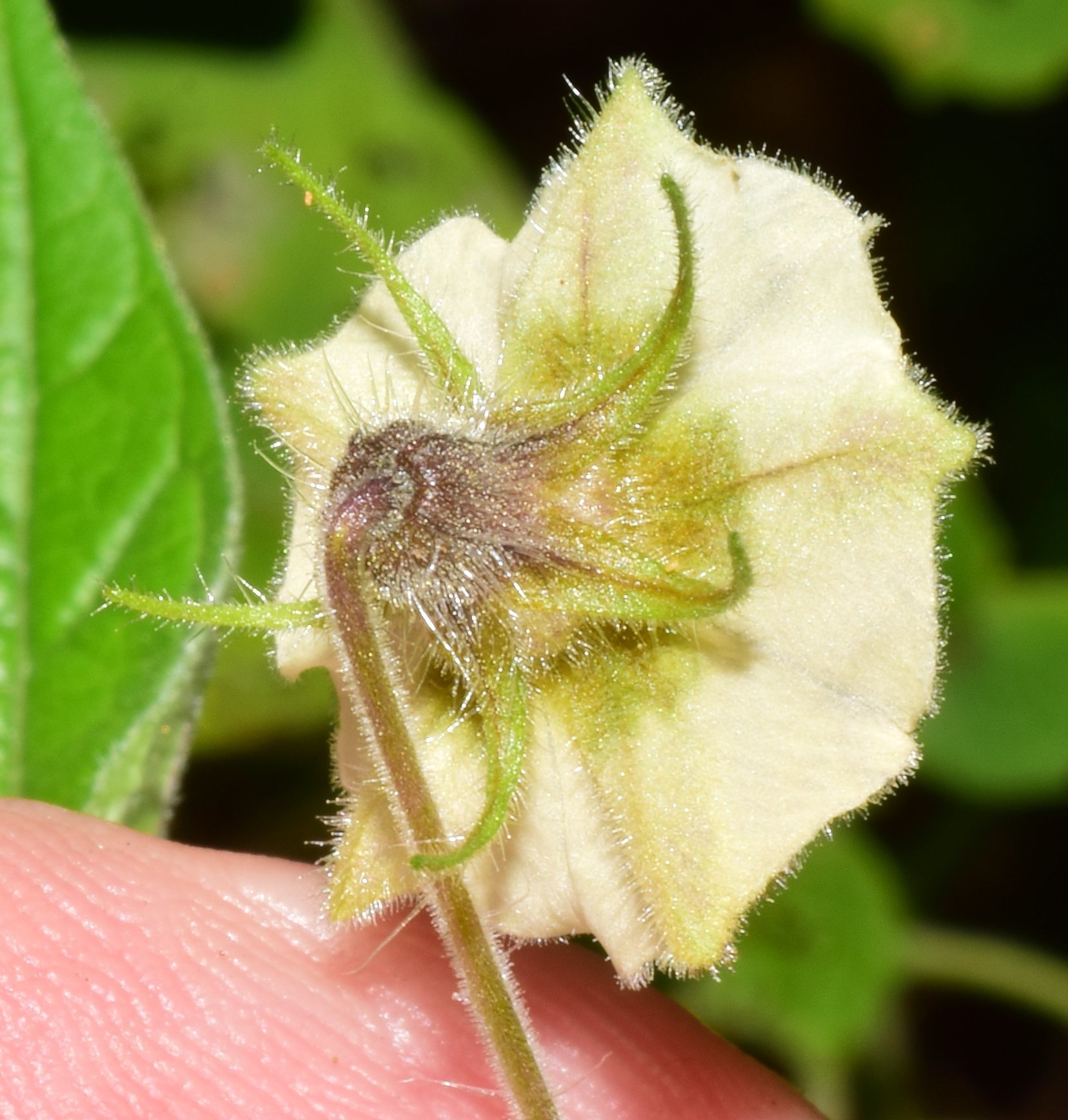 Physalis pruinosa L.