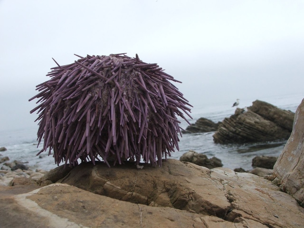 Pacific Purple Sea Urchin from North Pacific Ocean, CA, US on January 1 ...