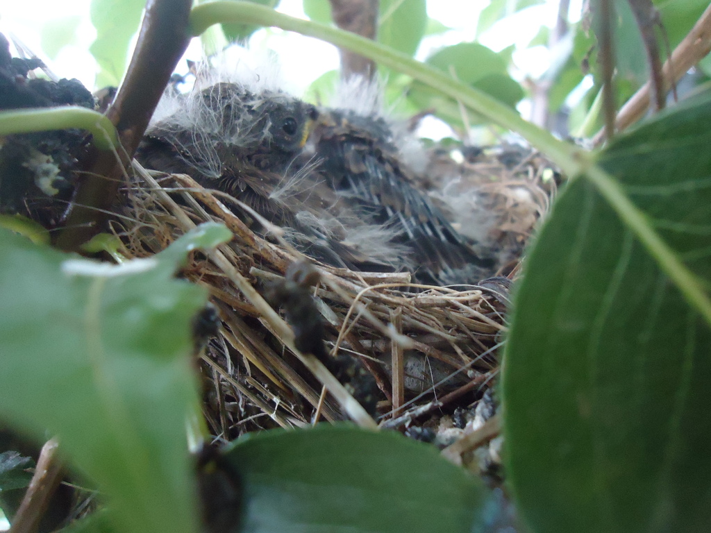 Perching Birds from Atotonilco on October 10, 2010 at 06:56 AM by ...