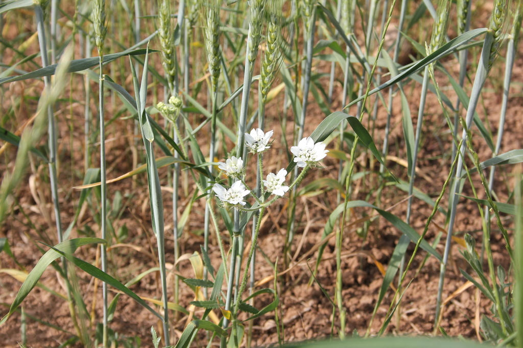 Lisaea strigosa from Simele, IQ-DA, IQ on April 20, 2018 at 04:48 PM by ...