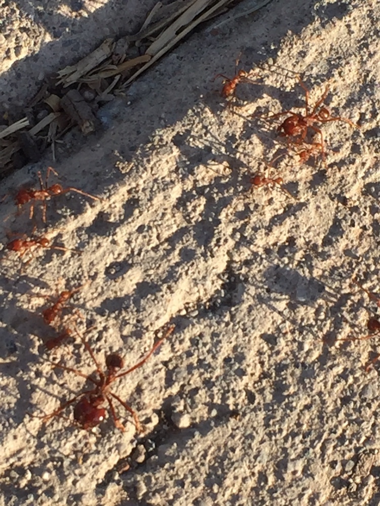 Chicatana Leafcutter Ant from Salamanca, GTO, MX on February 10, 2021 ...