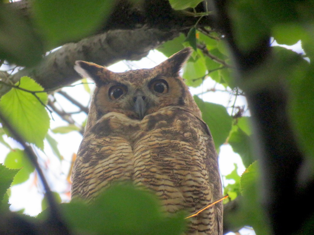 Ñacurutú (AVES DE LA UNIVERSIDAD DEL MAGDALENA) · iNaturalist