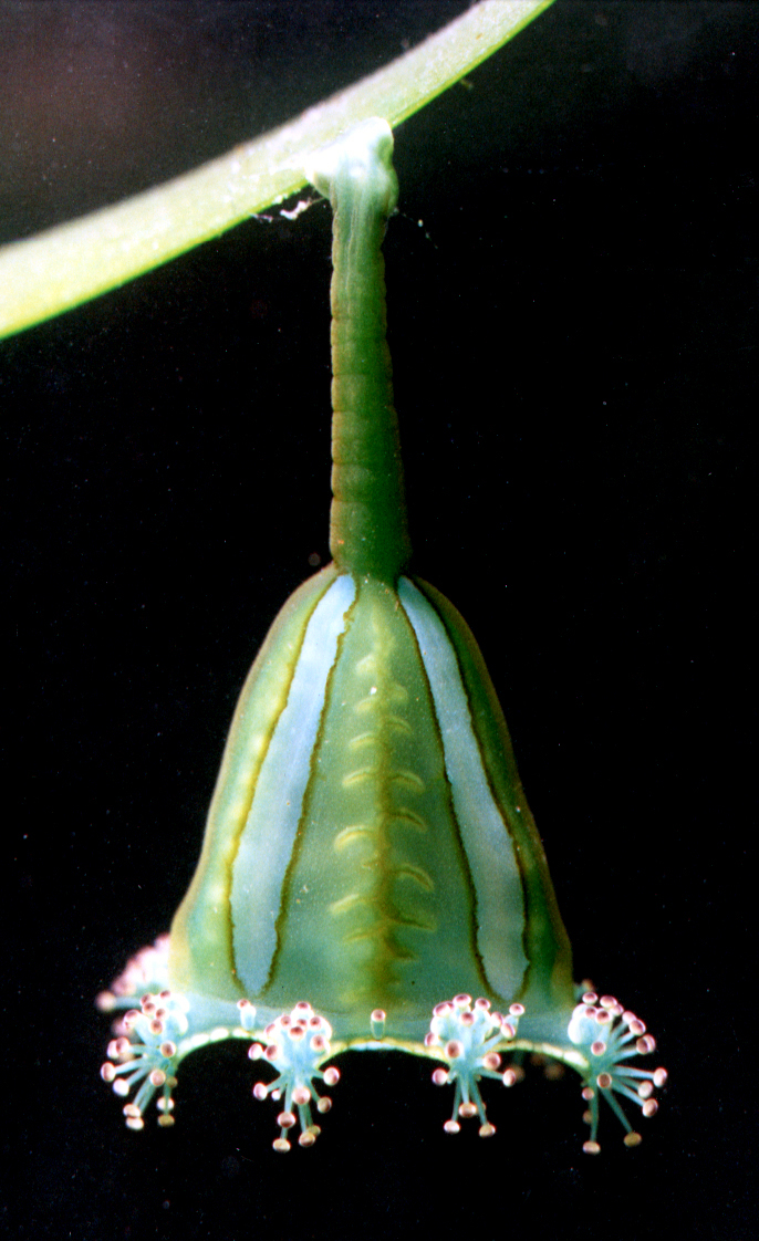 Manania handi Larson & Fautin, 1989