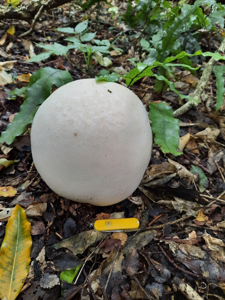 giant puffball from North Dunedin, Dunedin, New Zealand on February 11 ...