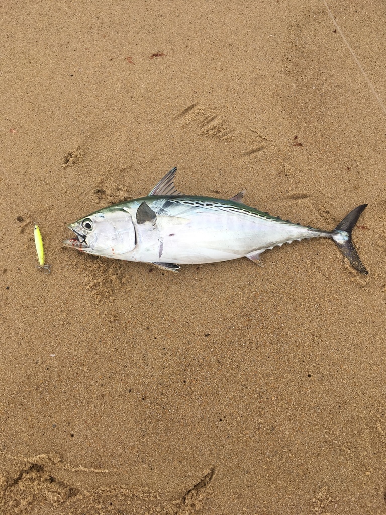 Little Tunny (Euthynnus alletteratus) - Marine Life Identification