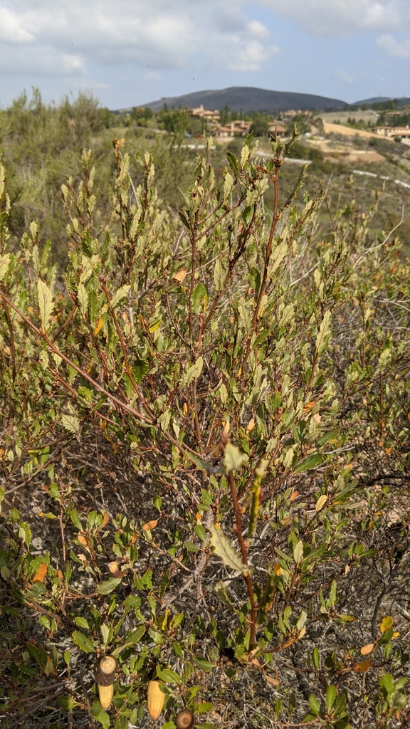 Torrey's Hybrid Oak from San Diego County, CA, USA on February 10, 2021 ...