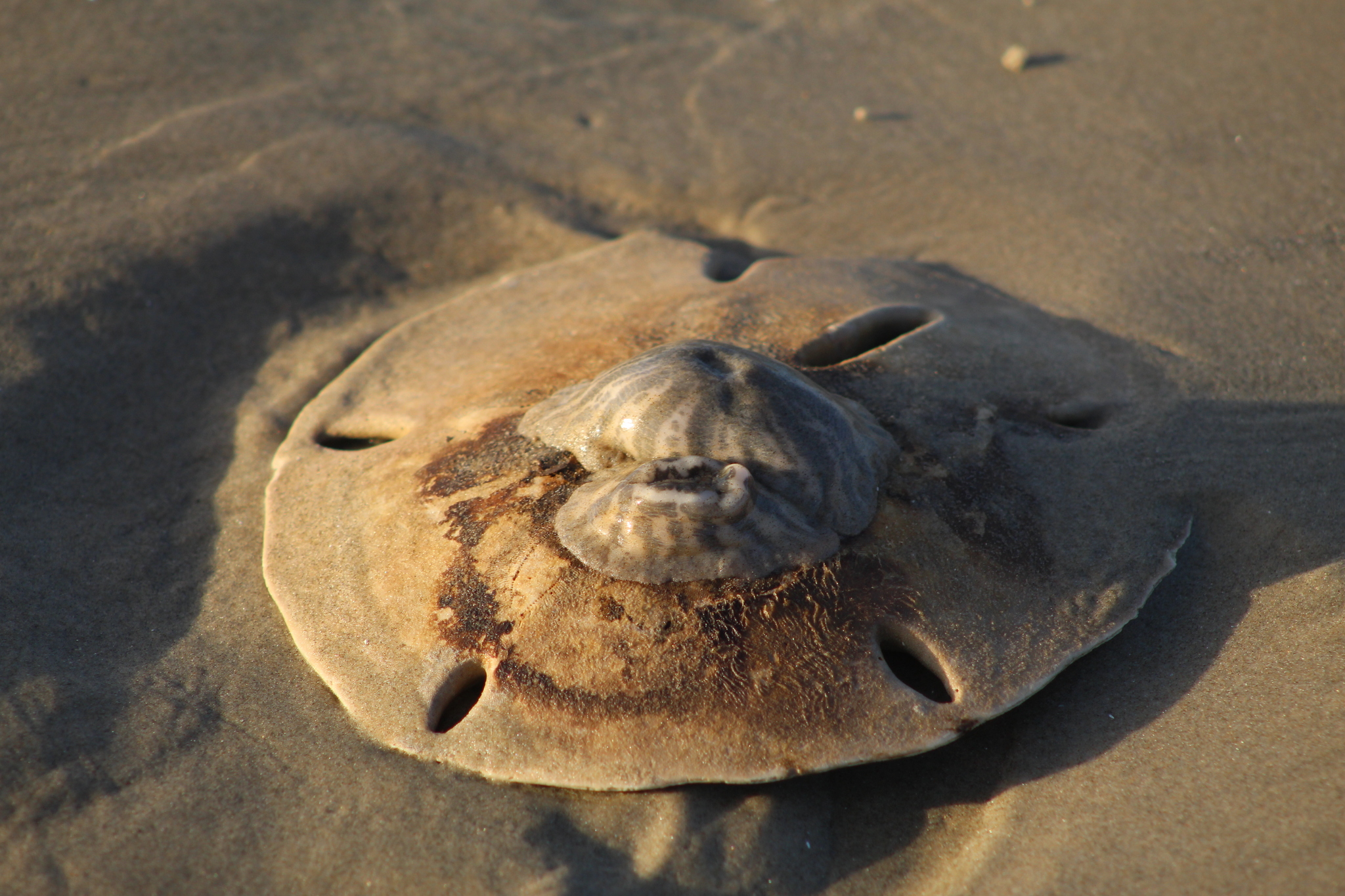 Encope emarginata (Leske, 1778)