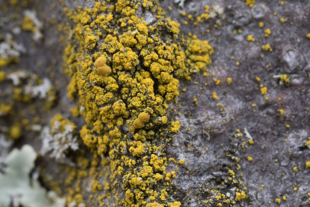 Goldspeck Lichens (Macrolichens Genera of the Pacific Northwest ...