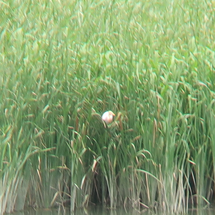 Eastern Cattle Egret from Geumnam-myeon, Yeongi-gun, Chungcheongnam-do ...